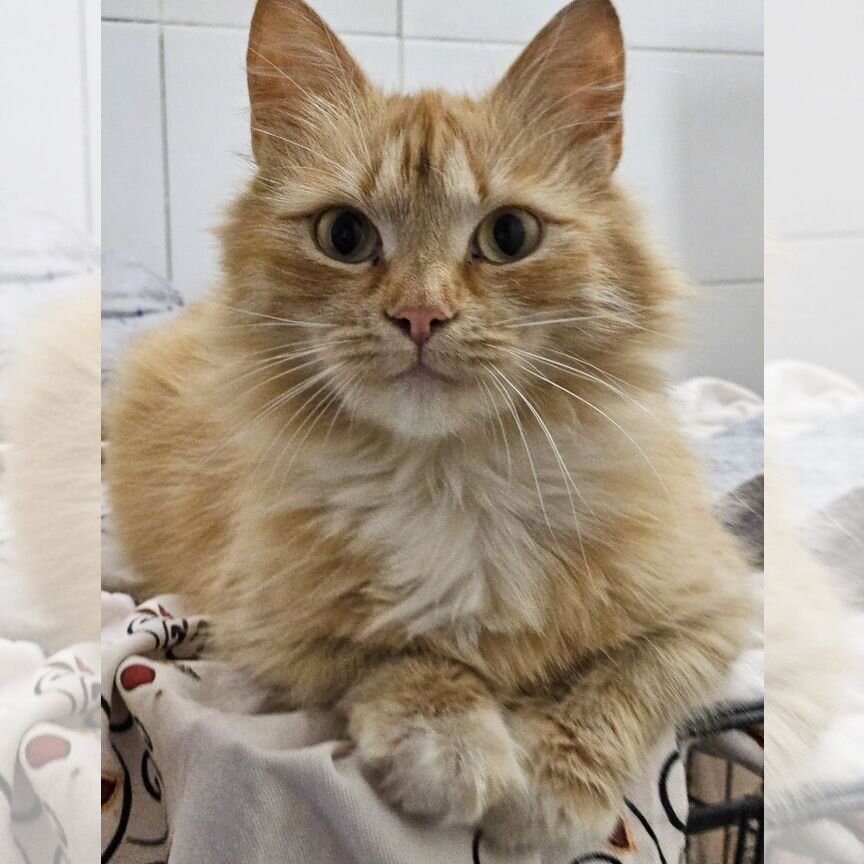 Взрослая, кошка в добрые руки