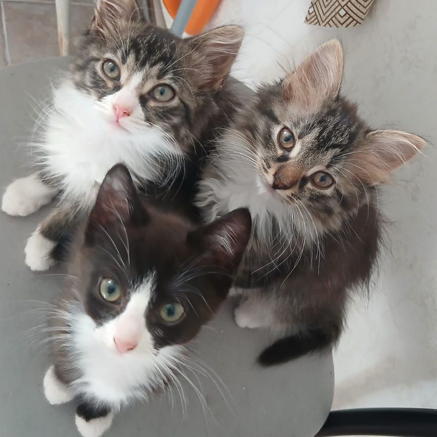 Отдам в добрые руки котят (кошечки)