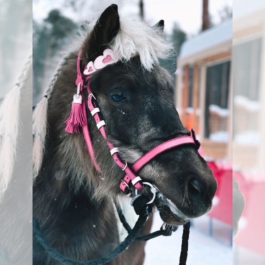 Уздечка на пони