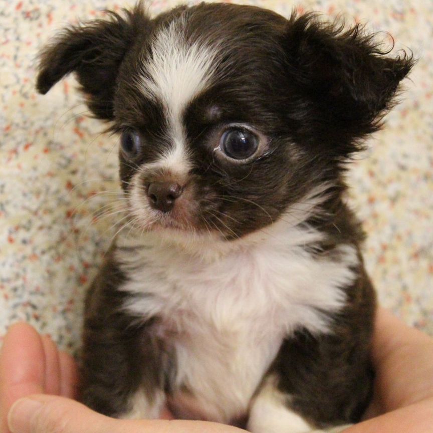 Чихуахуа, щенок
