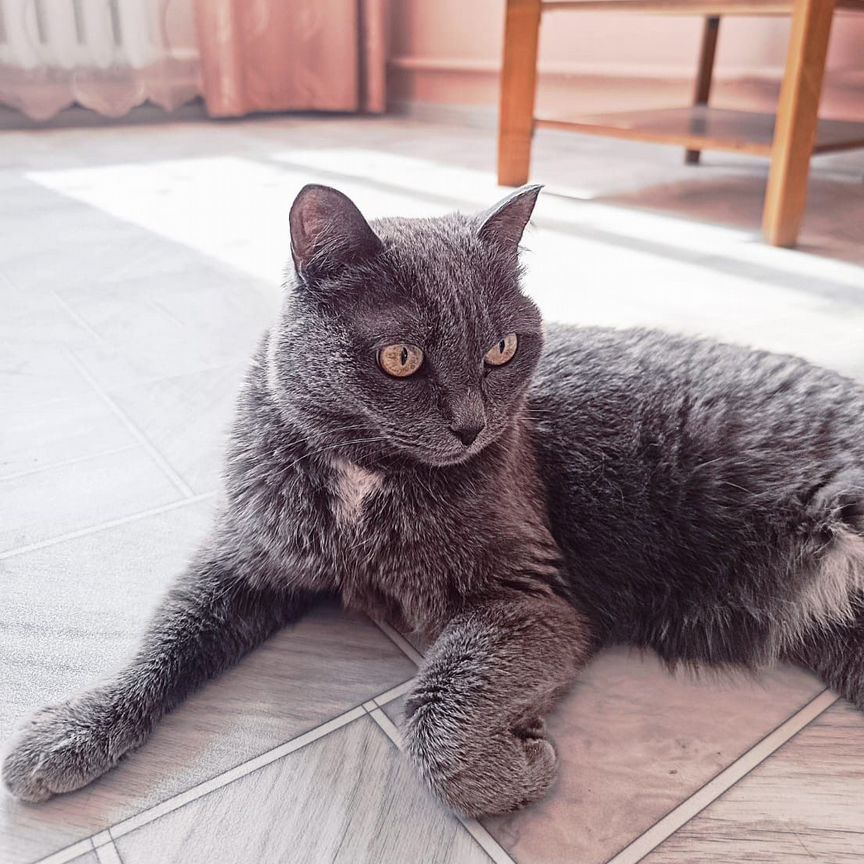 Компанейская кошечка Ася