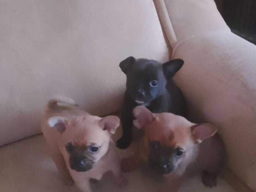 Щенки метисы,папа шпиц, мама чихуахуа