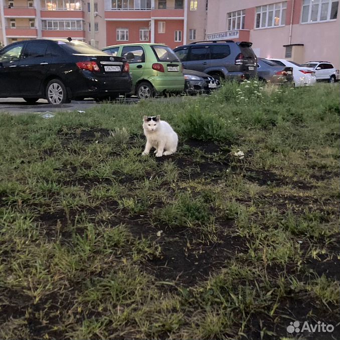 Белый кот. Живет под машиной. Вчера выкинул сосед