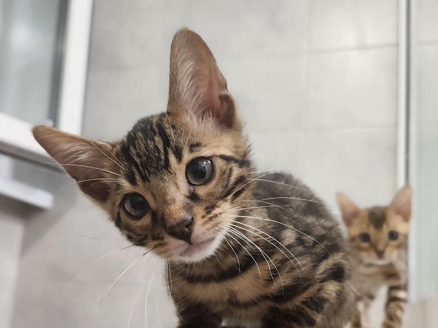 Бенгальские котята