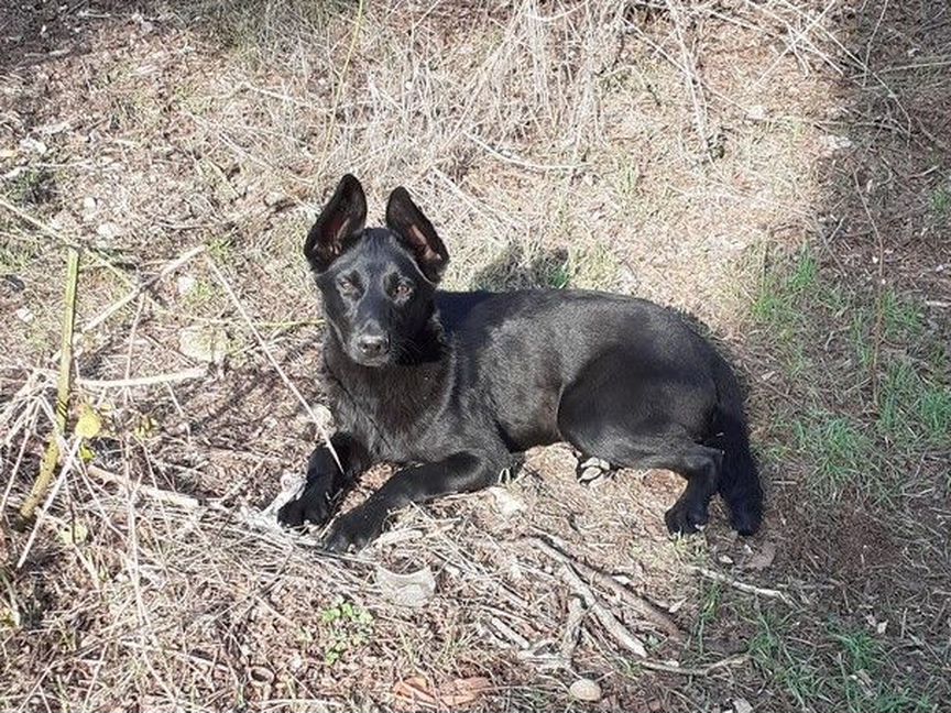 Красивые щенки в самые лучшие руки