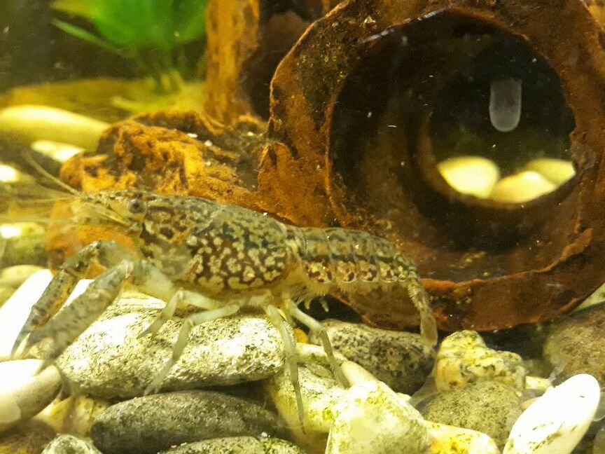 Рак мраморный аквариумный