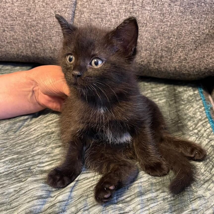 Продам ласковую кошечку