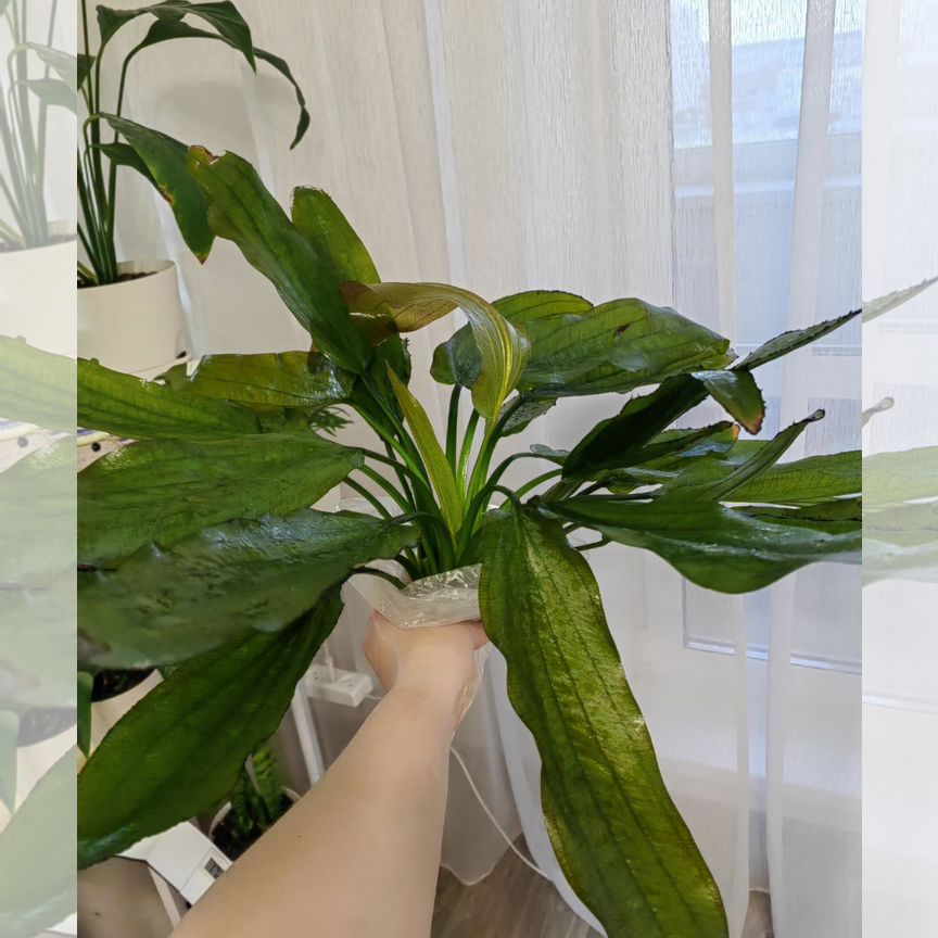 Эхинодорус аргентинский