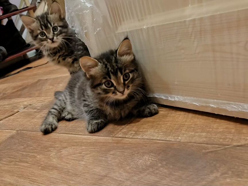 Отдам бесплатно шкодливых котят)