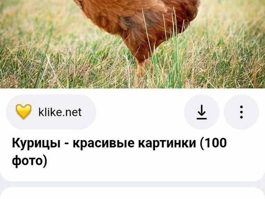 Куры несушки отдам бесплатно