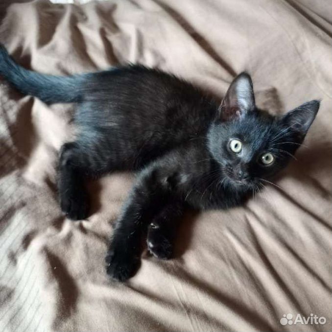 Отдам катенка в хорошие руки