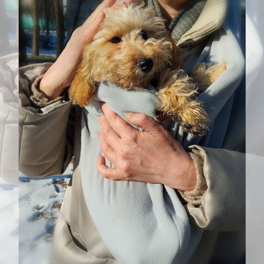 Слинг переноска для собак