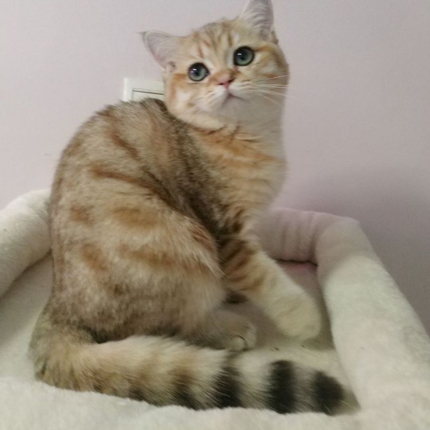 Британские пацаны