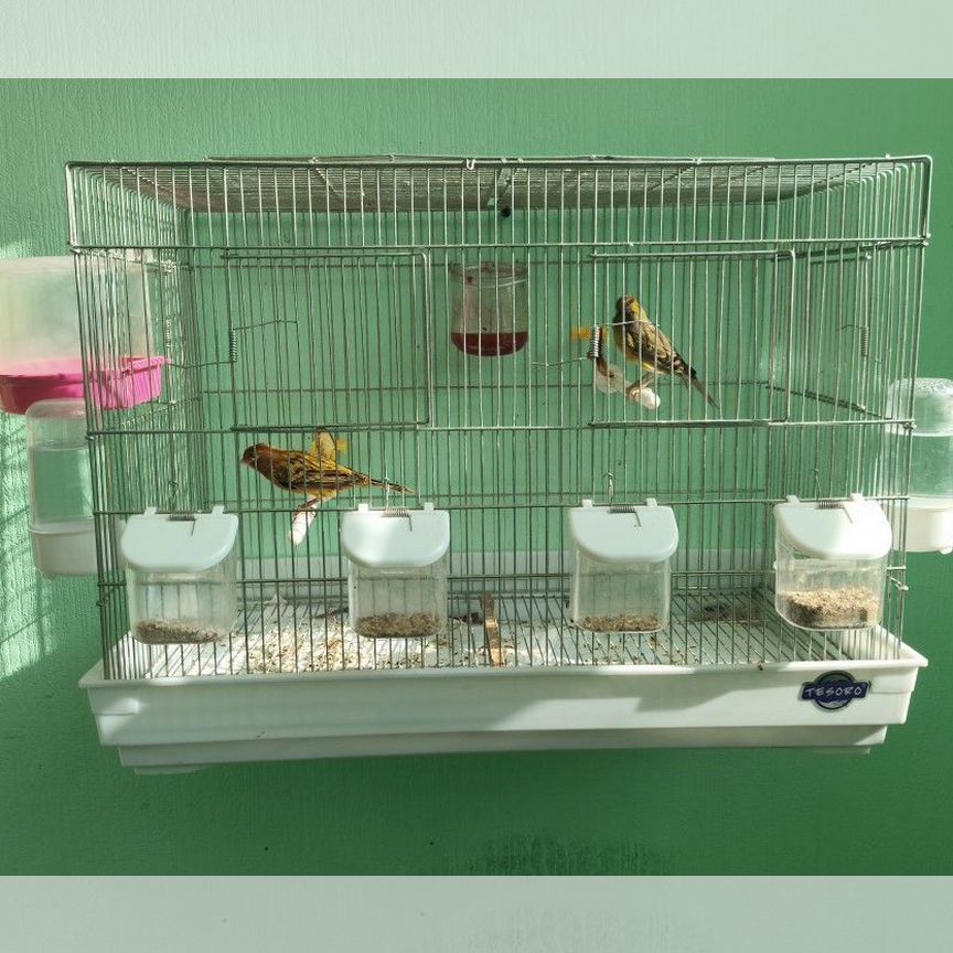 Кенара и канарейка пара готовая