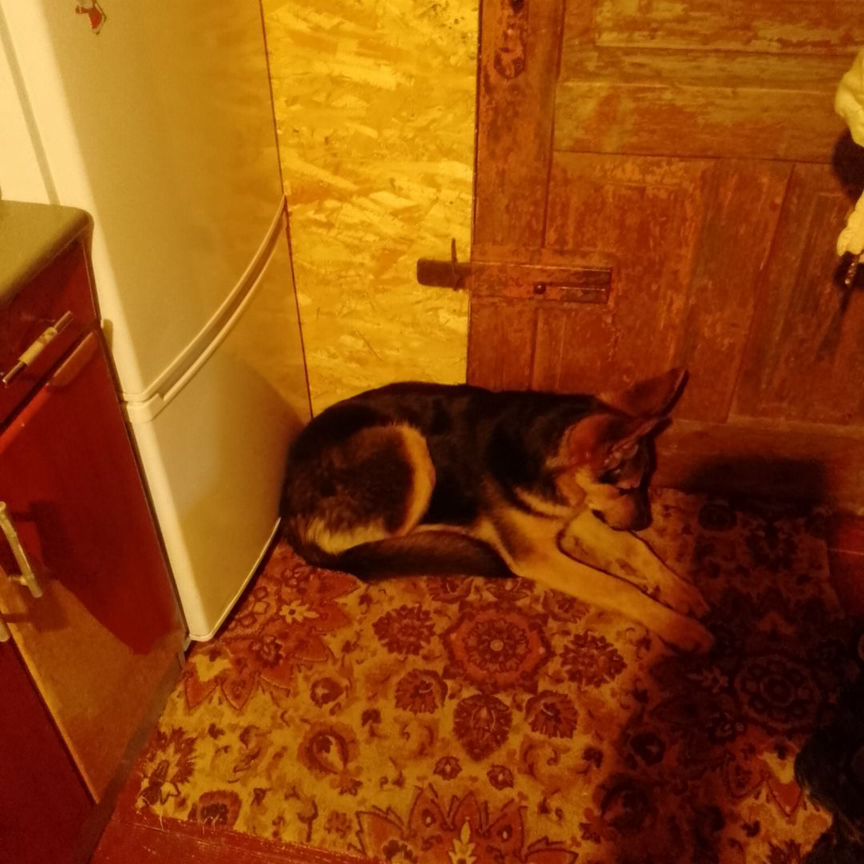 Продам 3 тыс