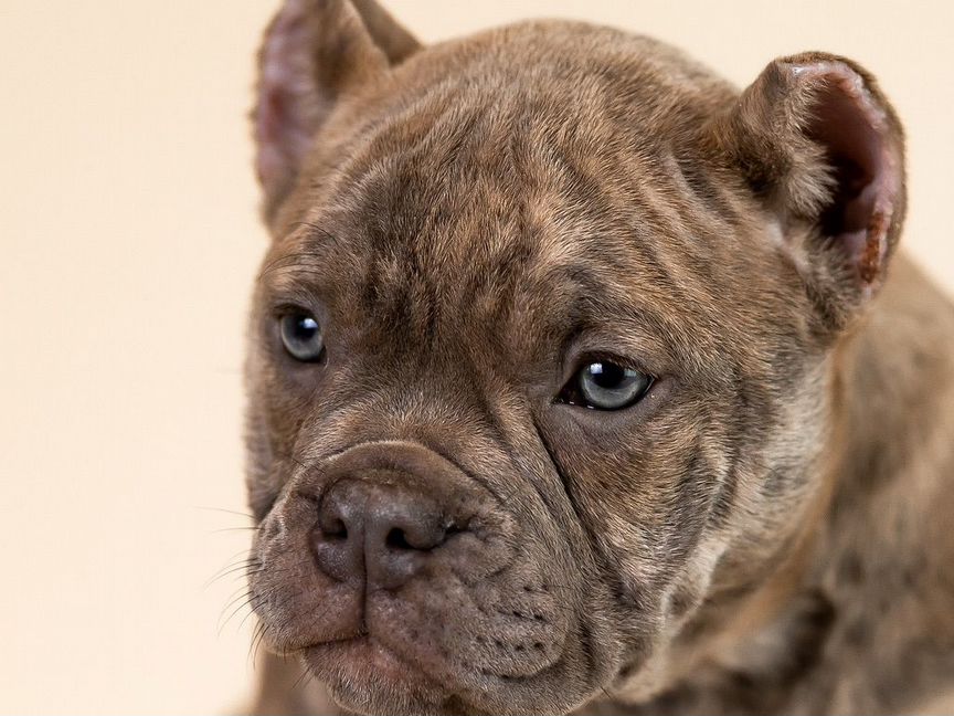 Американский булли - шикарная тигрица