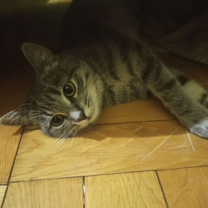 Котёнок в добрые руки