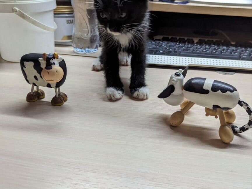Котенок системы "Маркиз"