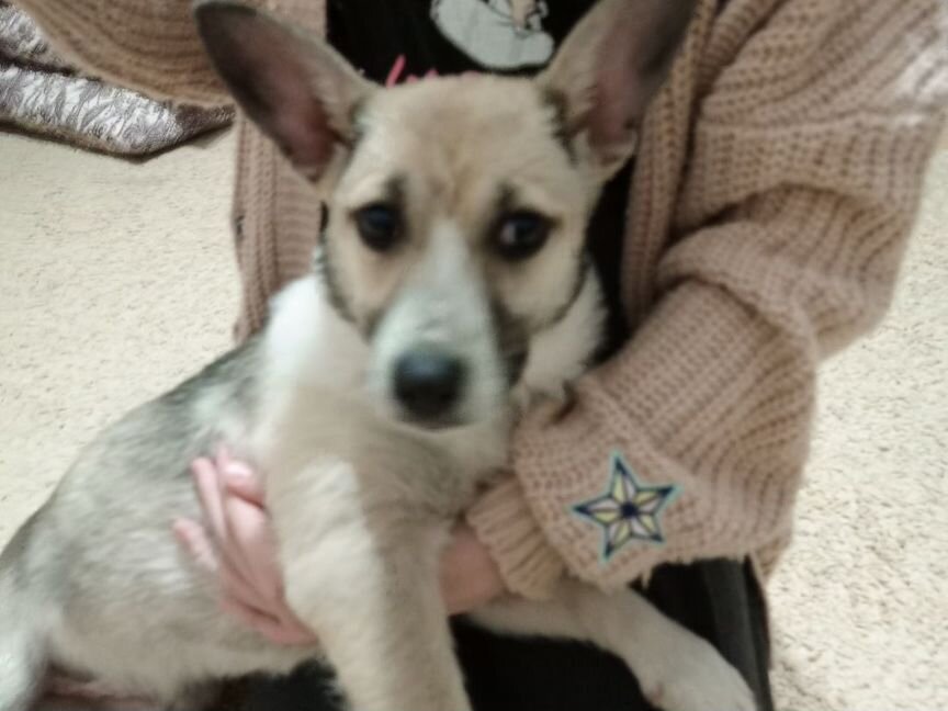 Собака в добрые руки отдам бесплатно