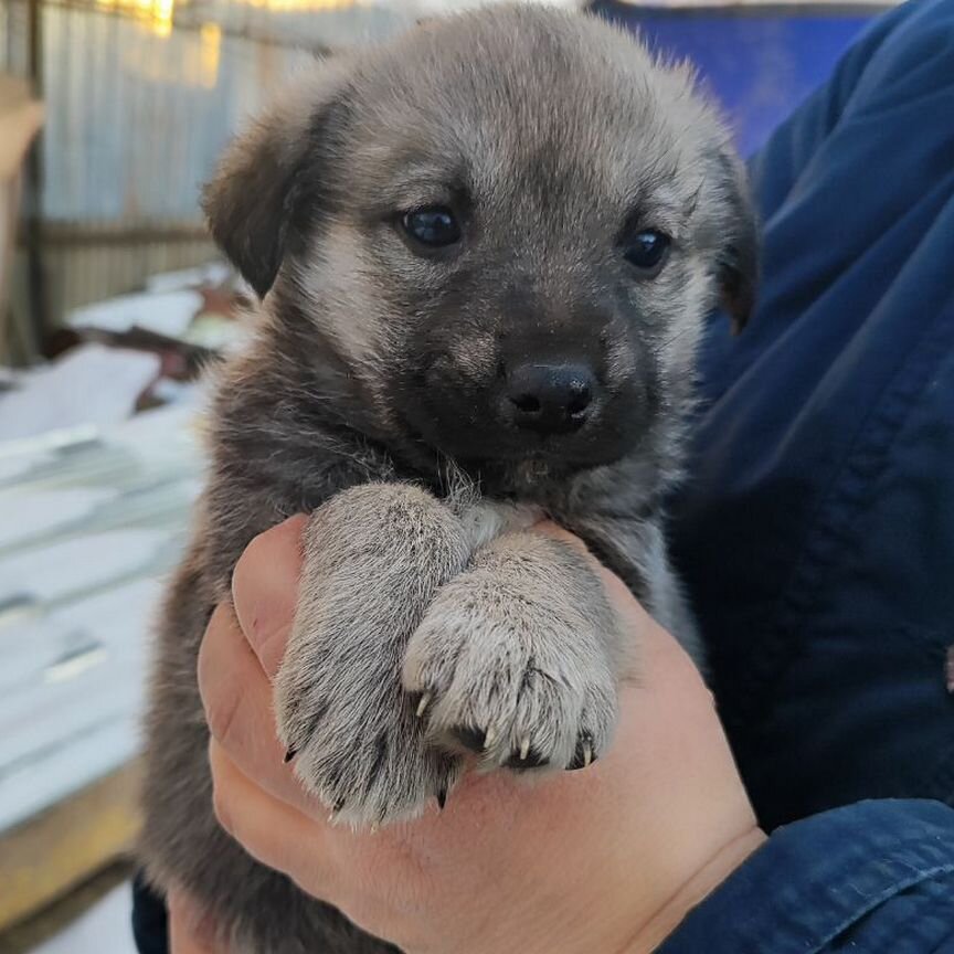 Щенки мальчики ищут дом