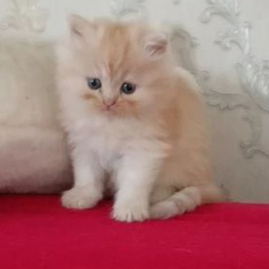 Персидский котёнок