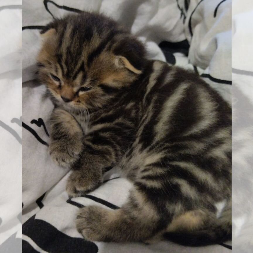 Шотландские вислоухие котята