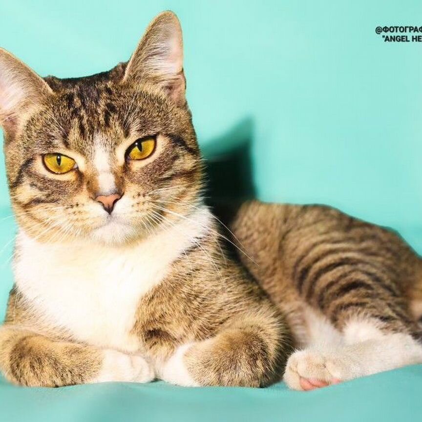 Беспородные котята кот бесплатно в добрые руки