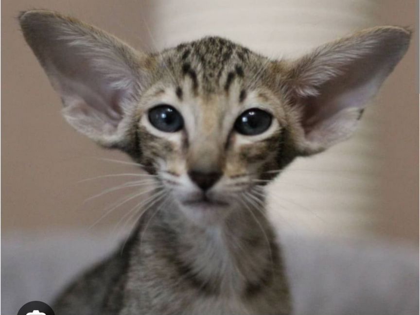 Ориентальные котята