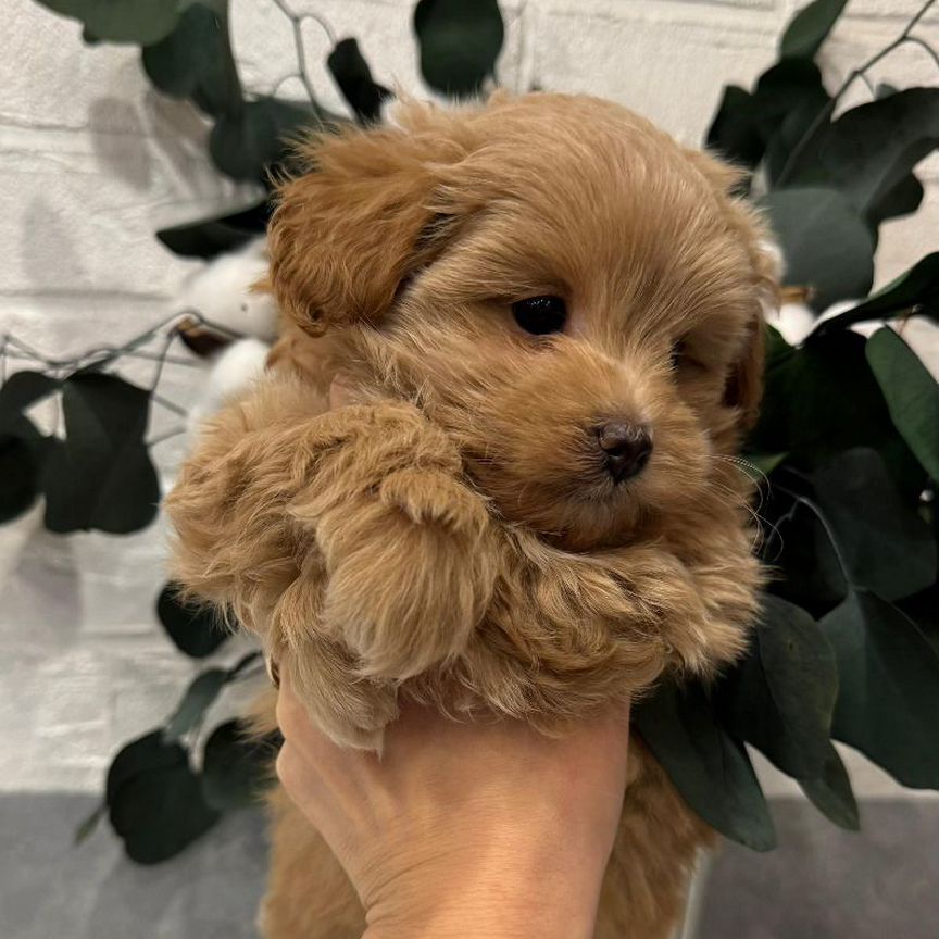 Мальтипу, щенок