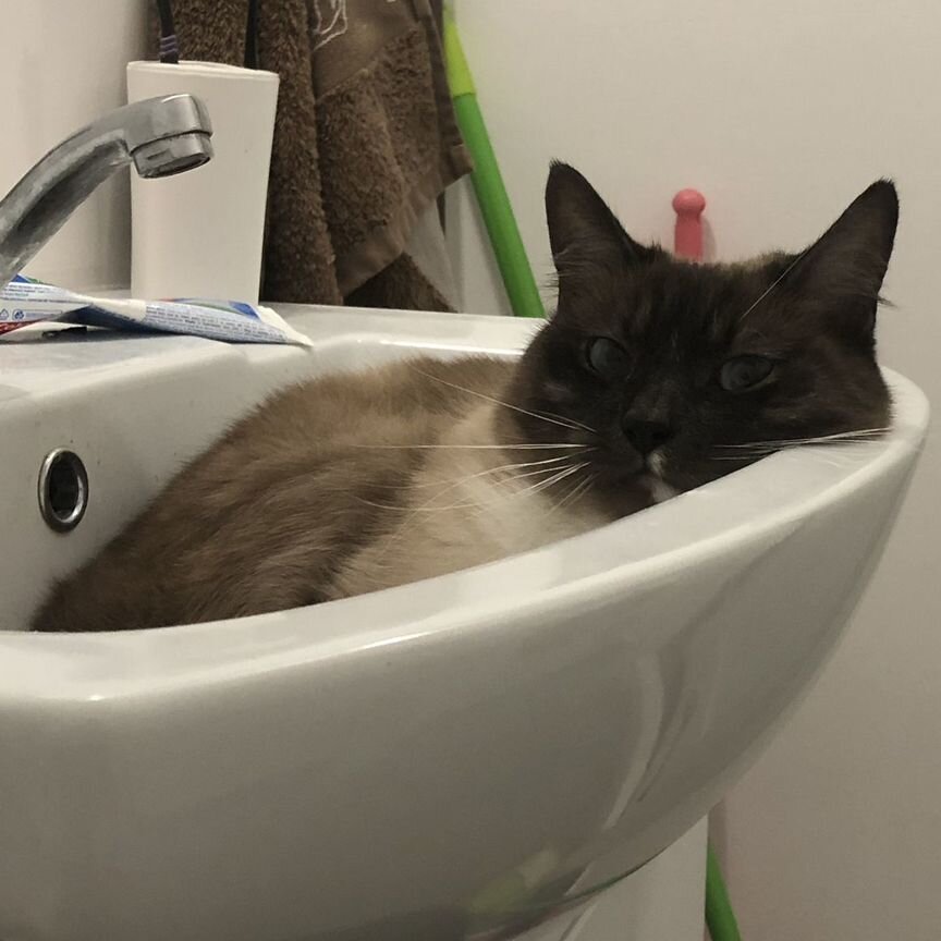 Сиамский кот, взрослый