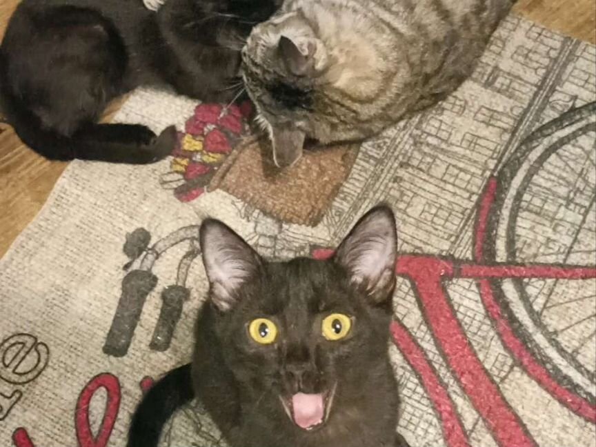 Котята в добрые руки
