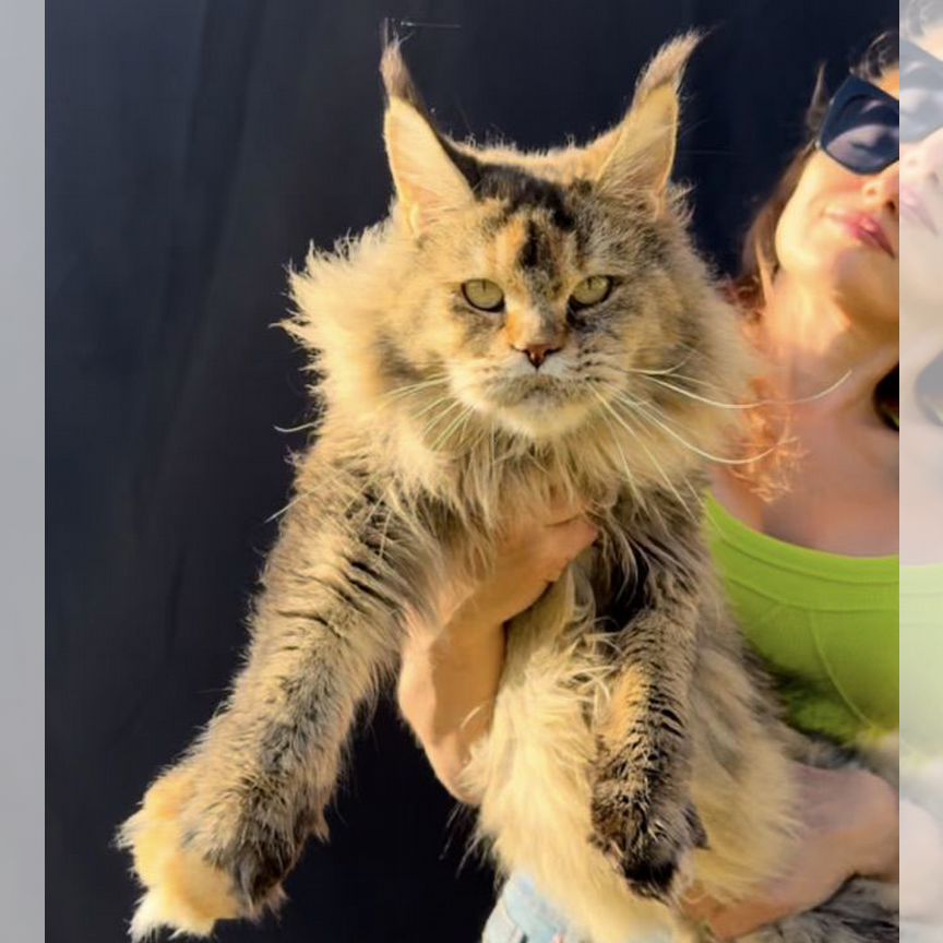 Мейн-кун, взрослая кошка