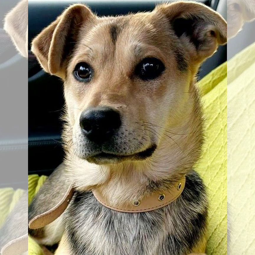 Щенок в добрые руки