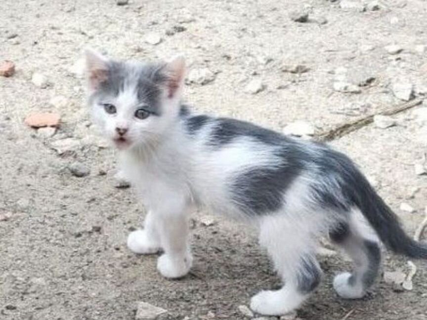 Котёнок