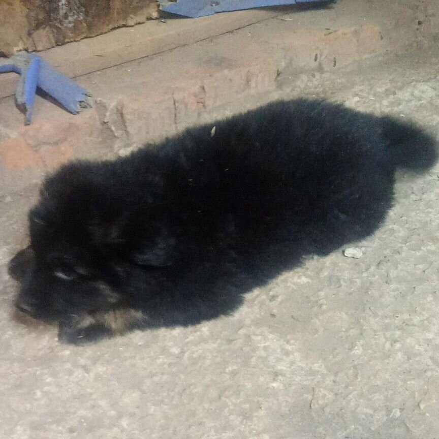 Немецкая овчарка, щенок