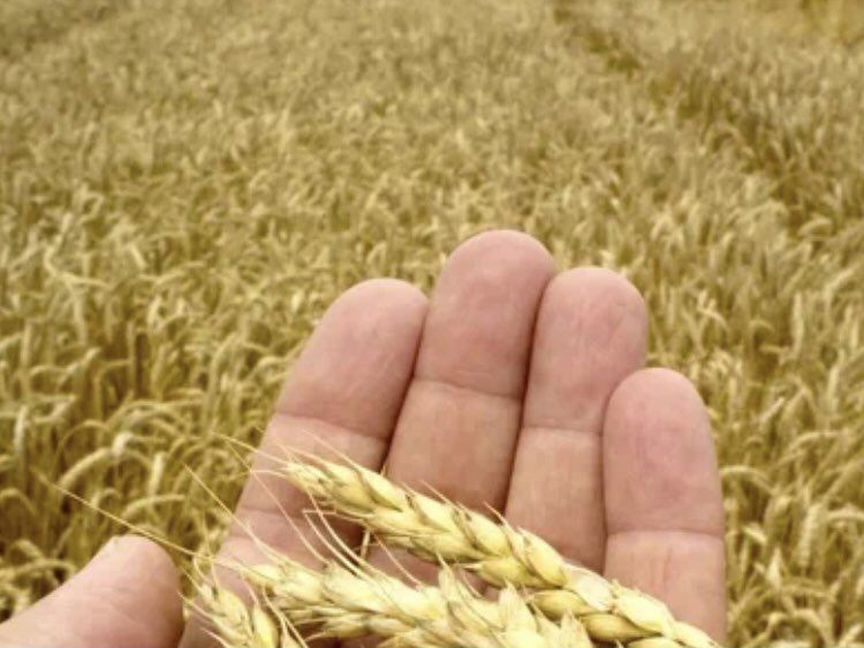 Пшеница Зерно пшеницы