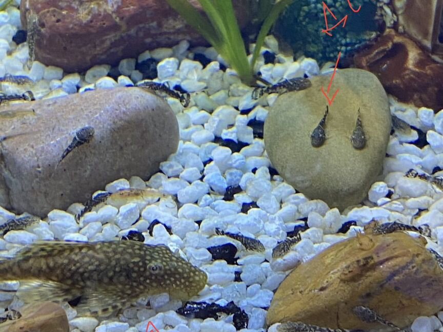 Сомики. Детки сома