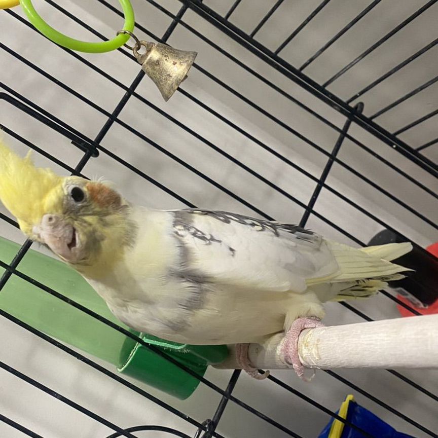 Продам попугая Нимфа (корелла)