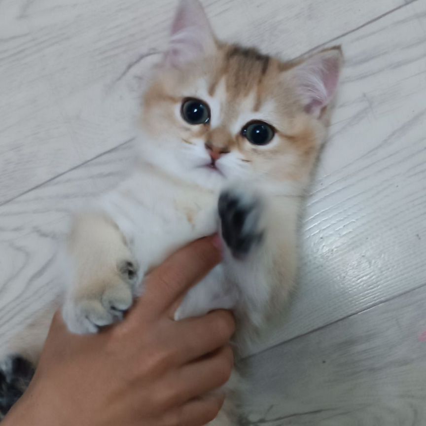 Шотландский прямоухий короткошёрстный котёнок