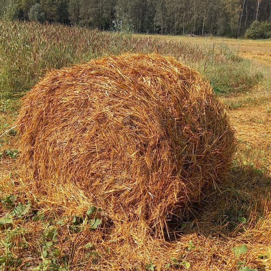 Солома овсяная