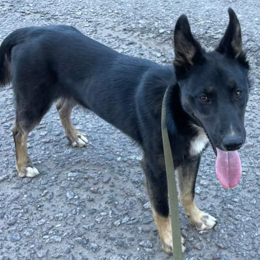 Взрослая собака в добрые руки