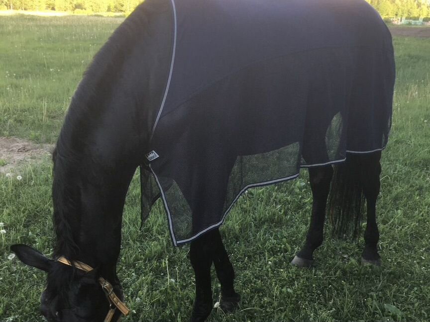 Попона эскадрон L от мух