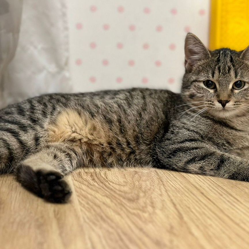 Кошка в добрые руки