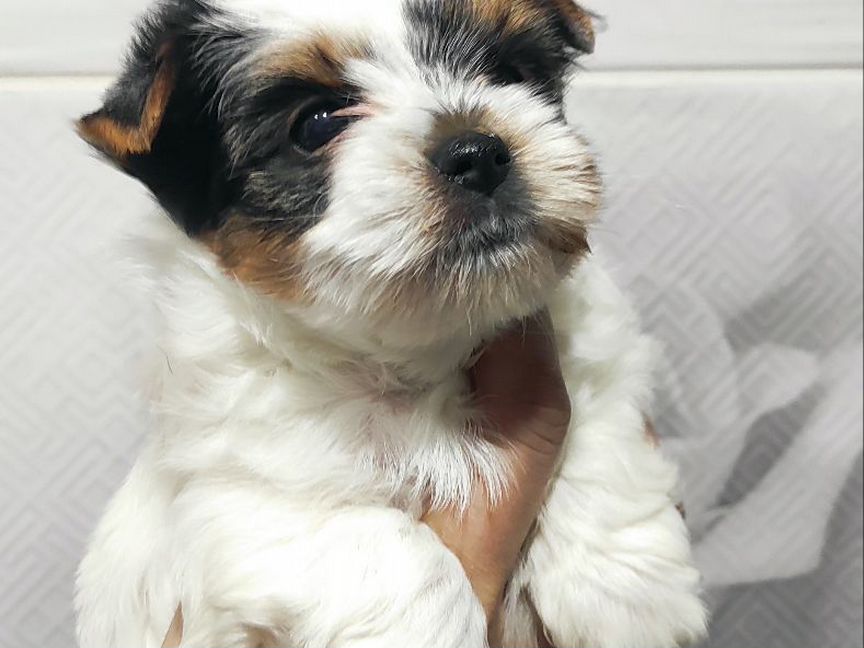 Бивер детки