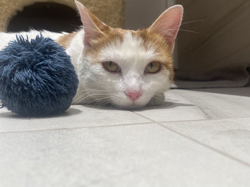 Кошечка Весна ищет дом и семью