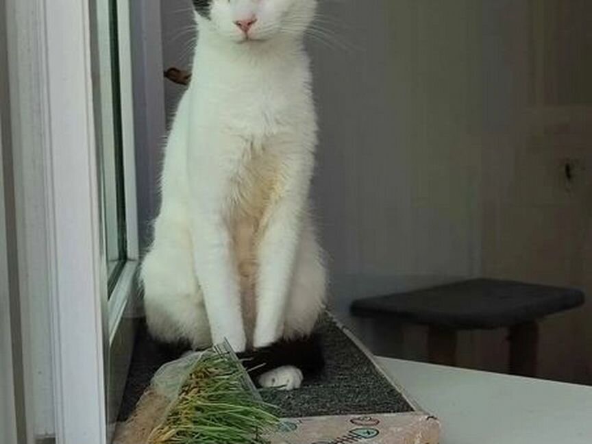 Котик в добрые руки