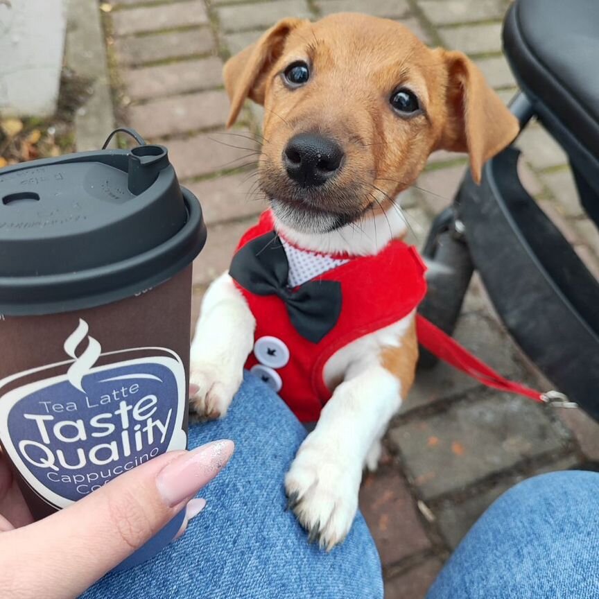 Джек-рассел-терьер, щенок