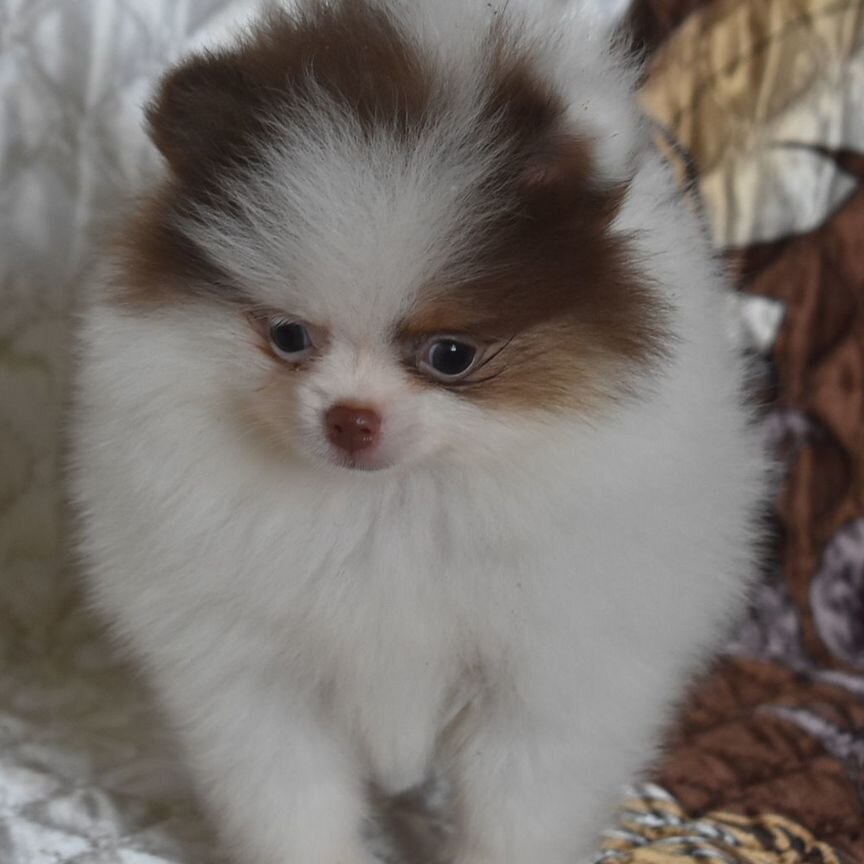 Шпиц - мальчик необыкновенной красоты