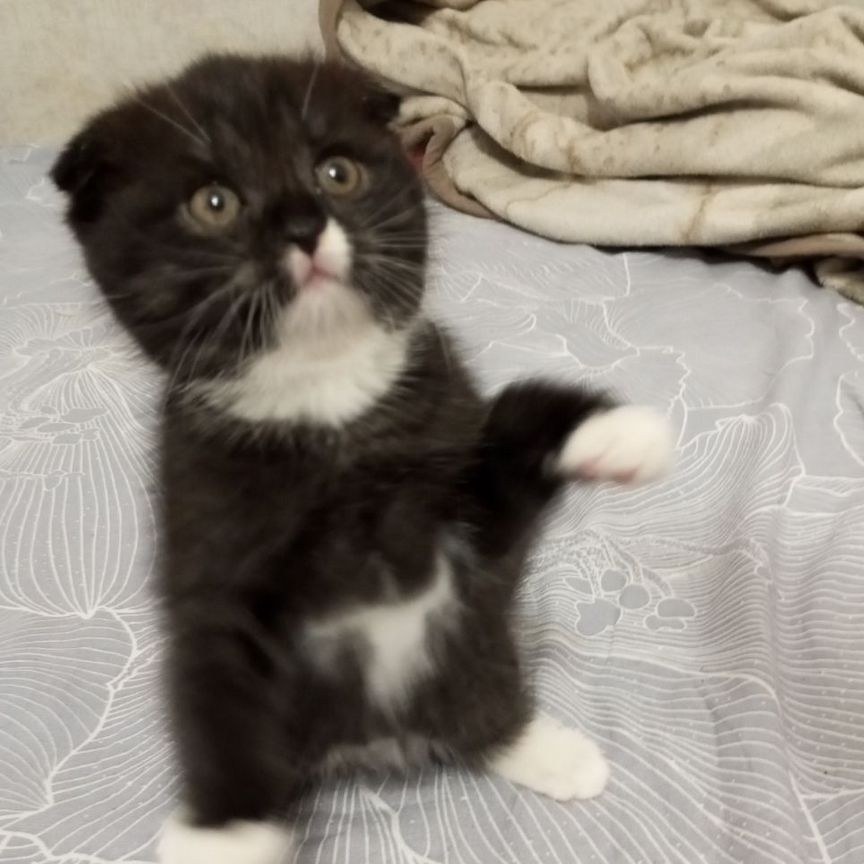 Шотландский вислоухий короткошёрстный котёнок