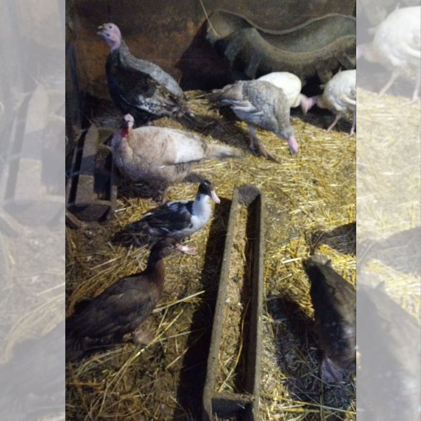 Индюки индоутки